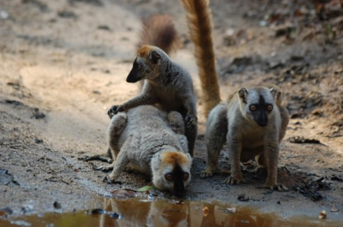 Freshwater ecosystems of Madagascar: in extreme need of restoration ...